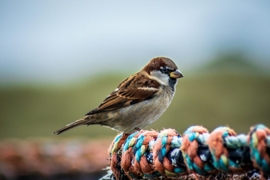 200+ Best Bird Captions for Instagram Latest 2025